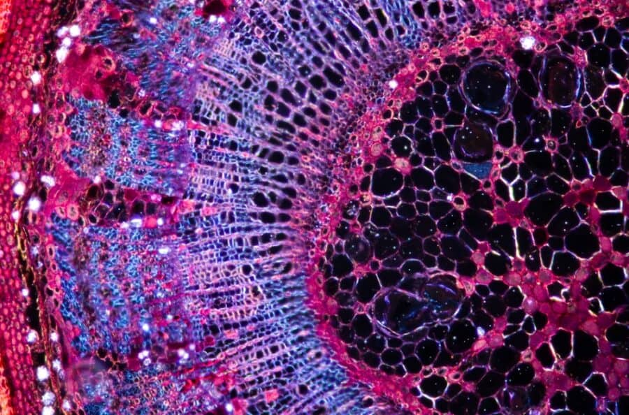 Making the Case for Dual Microscopes: The Lab Workhorses