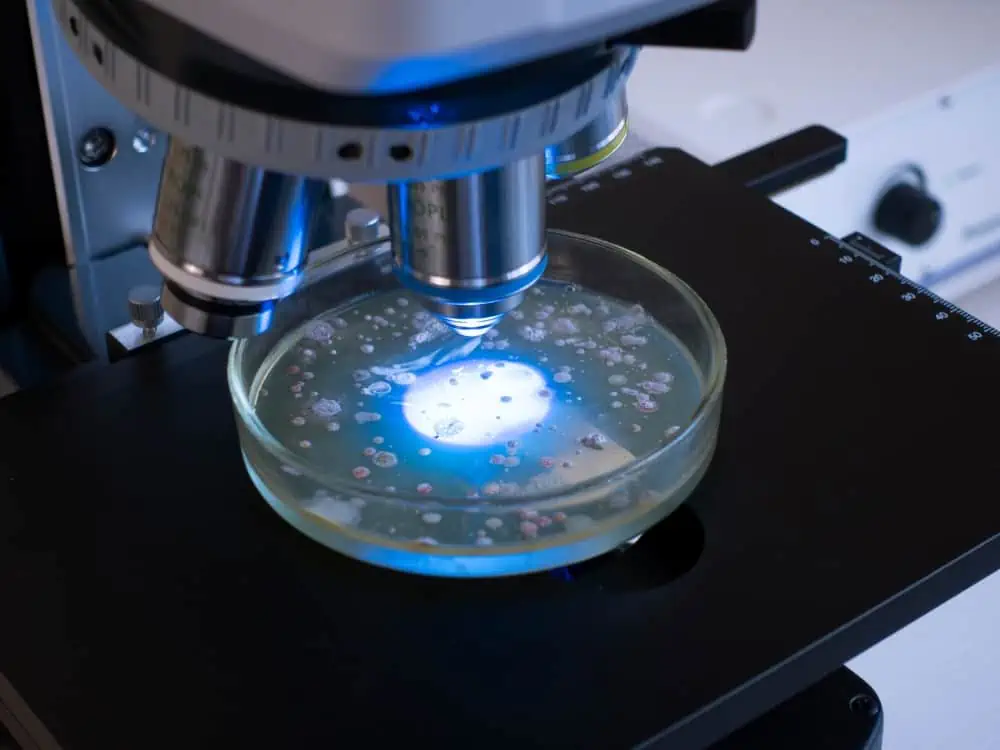 Properly Setting Up Koehler Alignment in a Microscope