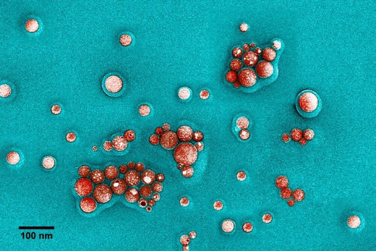 The Atomic Force Microscope (AFM): An Absolute Powerhouse
